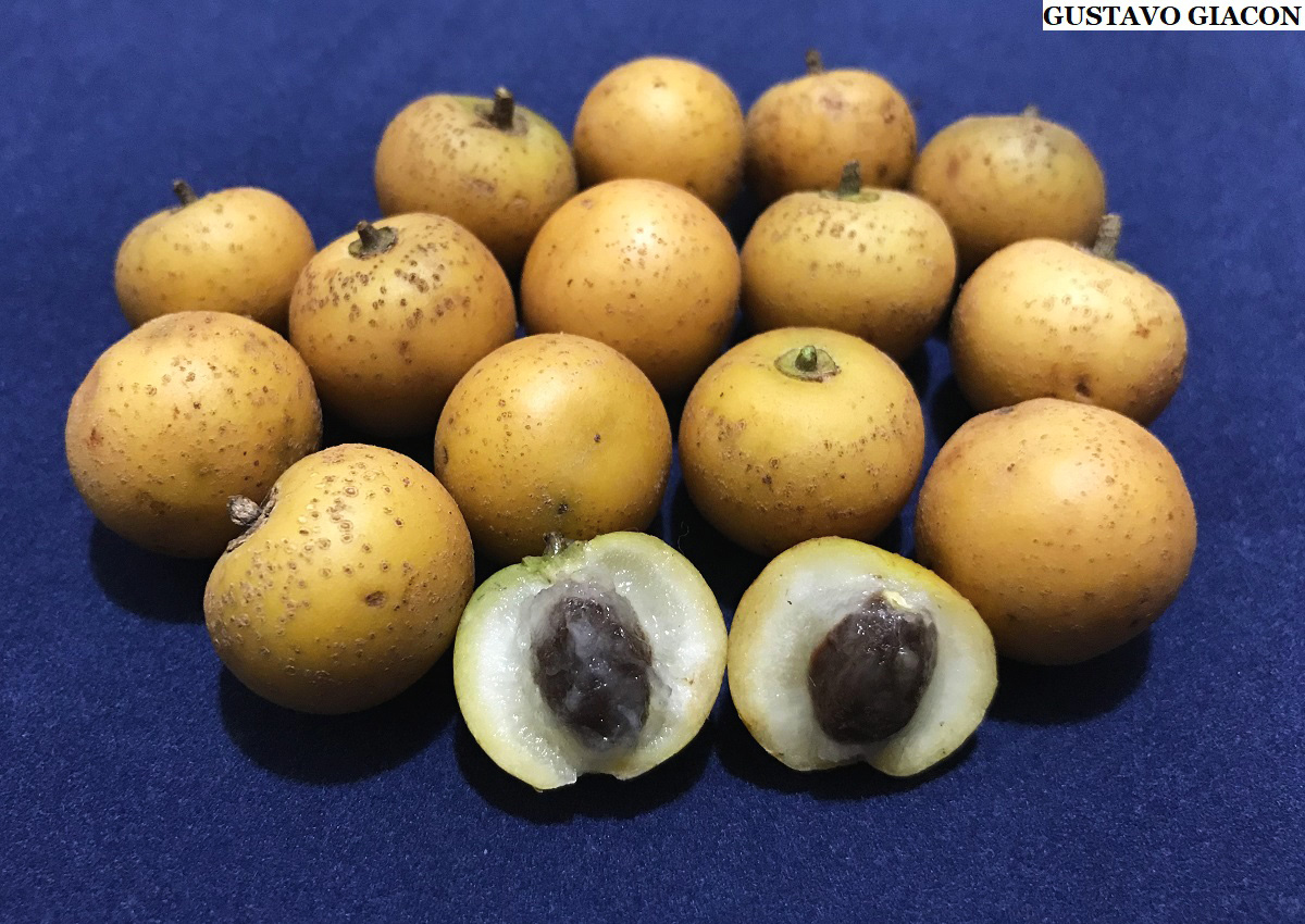 Viveiro Ciprest - Plantas Nativas e Exóticas: maio 2018