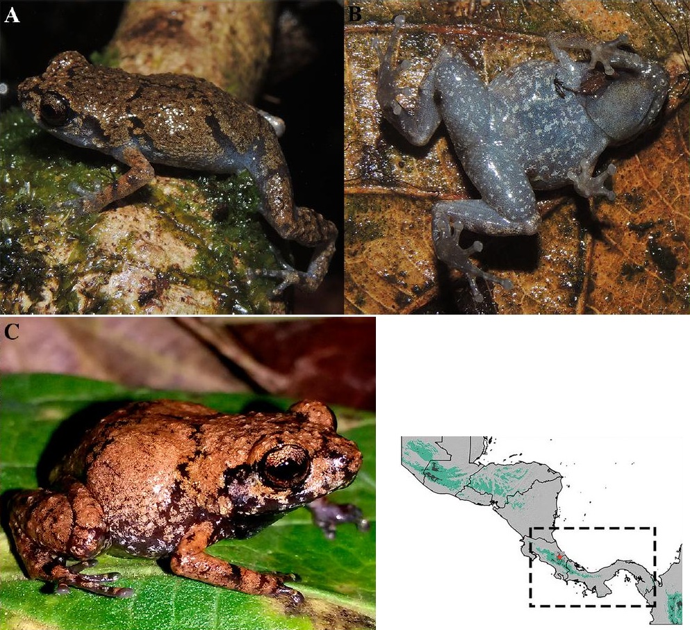 Species New to Science: [Herpetology • 2019] Diasporus amirae • A New ...