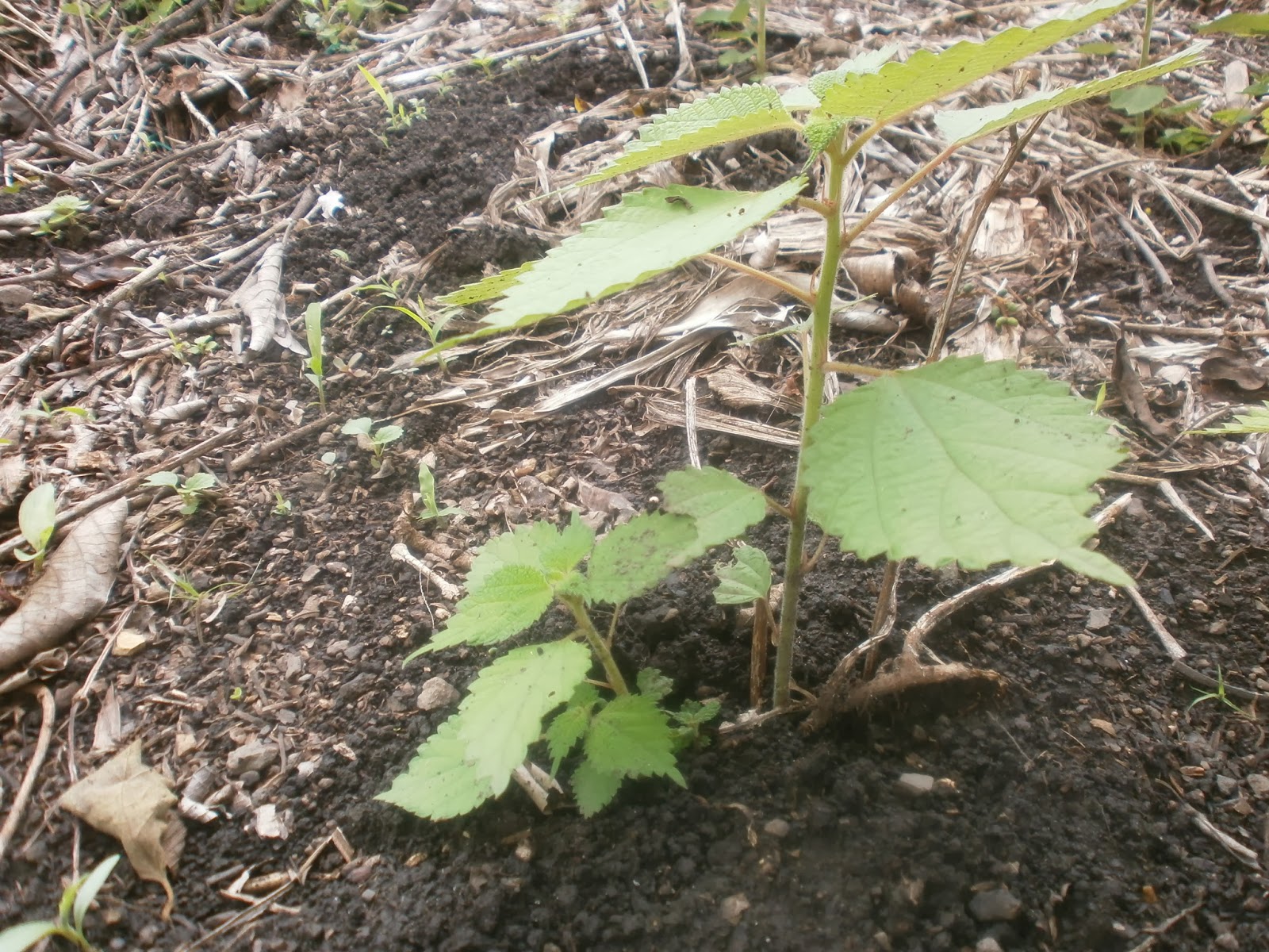 EL RAMIO PLANTA NUTRITIVA, DE BAJO COSTO MUY UTILIZADO EN NUTRICIÓN ...