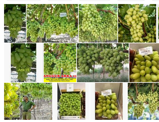 Mengenal Anggur Varian Impor