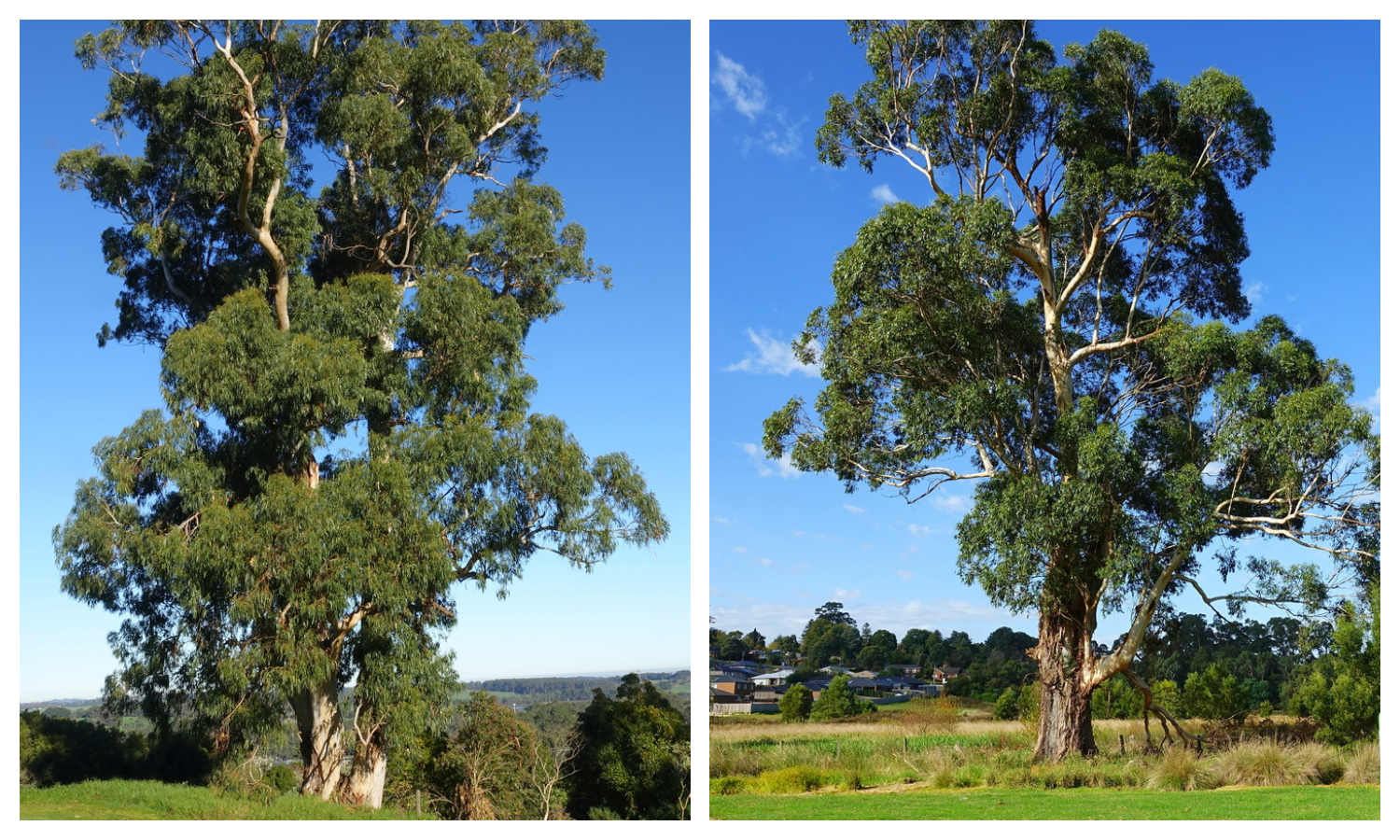 Friends of Drouin's Trees: How old is that gum tree?