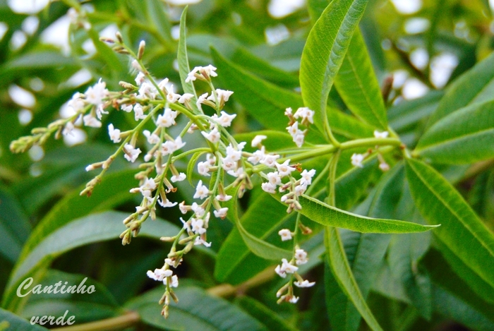 Cultivo e multiplicação do limonete (Lúcia lima) - Cantinho verde ...