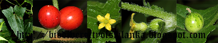 Biodiversity of Sri Lanka: ගොං කැකිරි/හීං කැකිරි/ලේන කැකිරි/කැකිරි [Gon ...