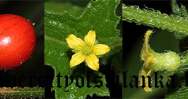 Biodiversity of Sri Lanka: ගොං කැකිරි/හීං කැකිරි/ලේන කැකිරි/කැකිරි [Gon ...