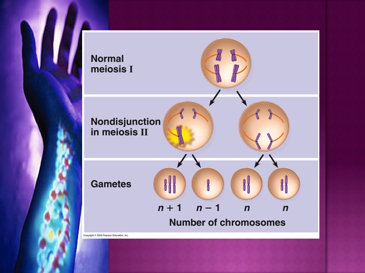 EC Honors Biology: Nondisjunction