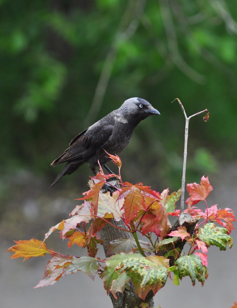 Catalin Negru: Puiul...de Stancuta