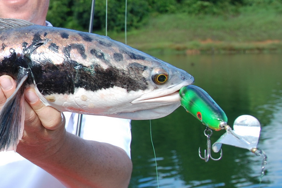 THE FISHING NEWS: KLURES FOR GIANT SNAKEHEAD