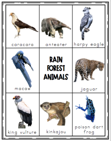 Rainforest Animals List With Names