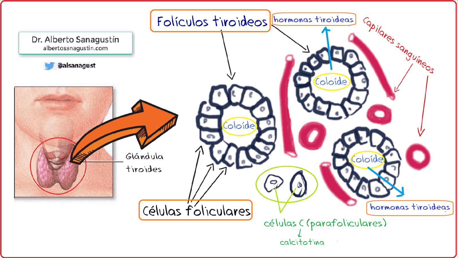 Hipertiroidismo (tirotoxicosis): causas, fisiopatología, síntomas ...