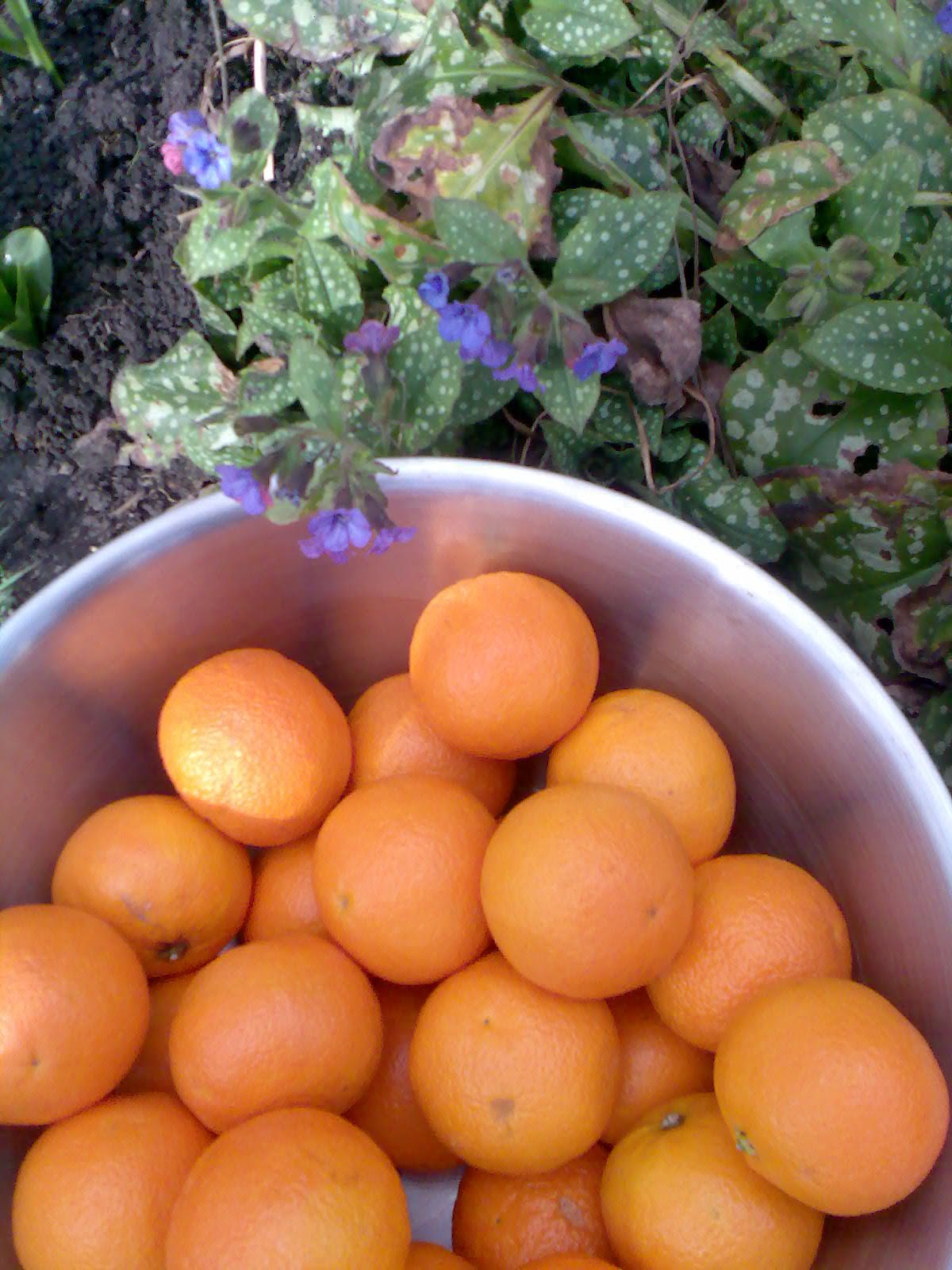 Ben's Adventures in Wine Making: Orange Wine 2017 - The Making Of...