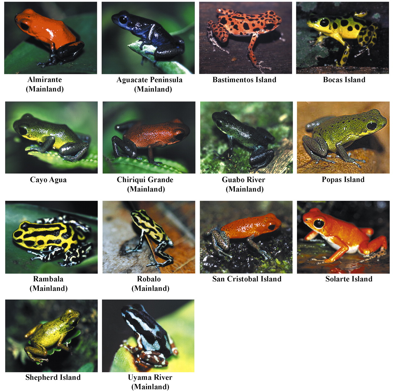 Un paseo por la zoología: Dendrobatidae, un mundo de color.