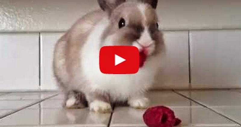 Cute Bunny Eating Raspberries looks like she's wearing lipstick - This ...