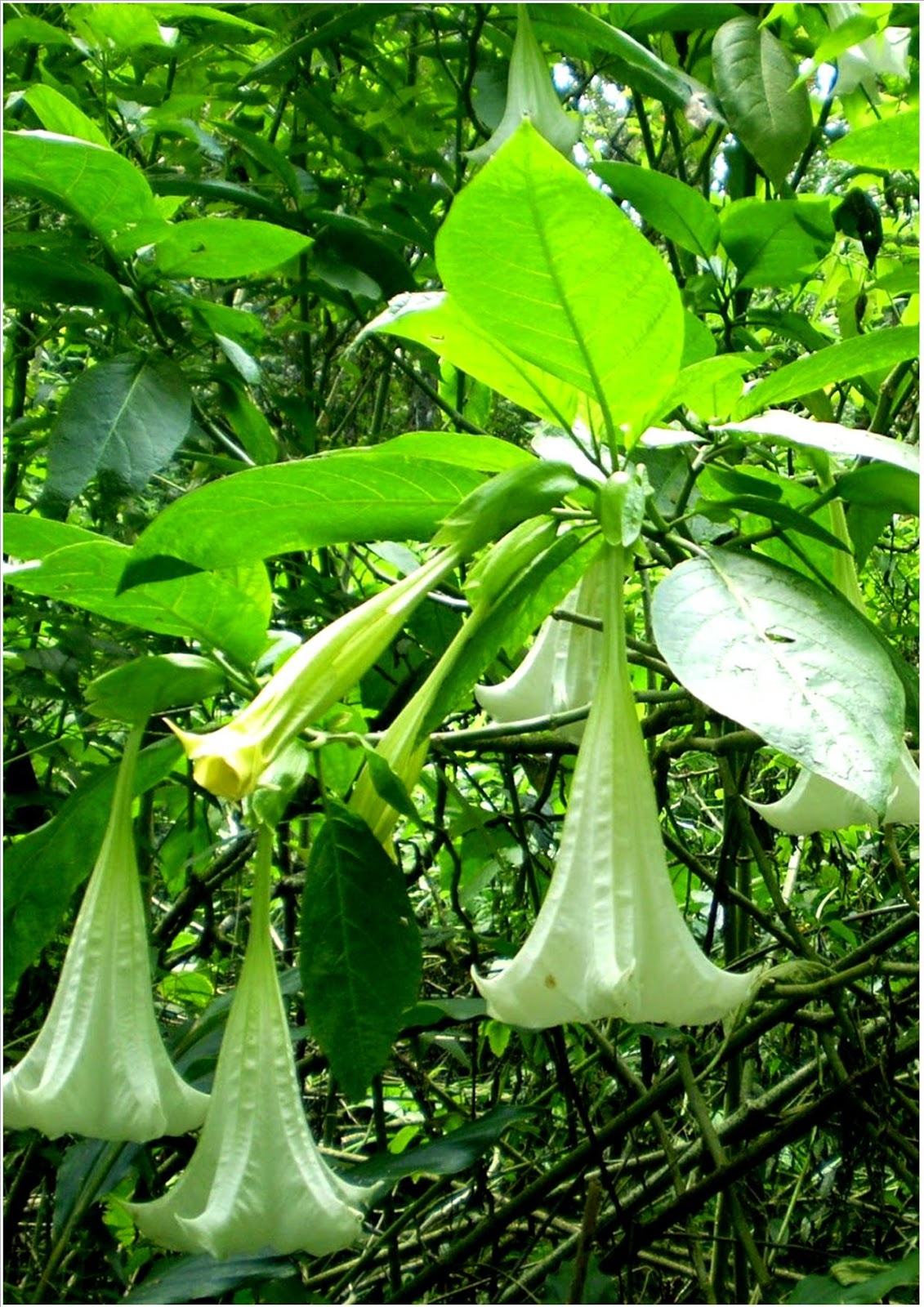 Gambar Aneka Bunga dan Keterangannya