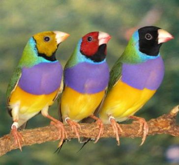 Download Amazing Colourful Birds, Love Birds, Cute Birds, Asian Birds ...