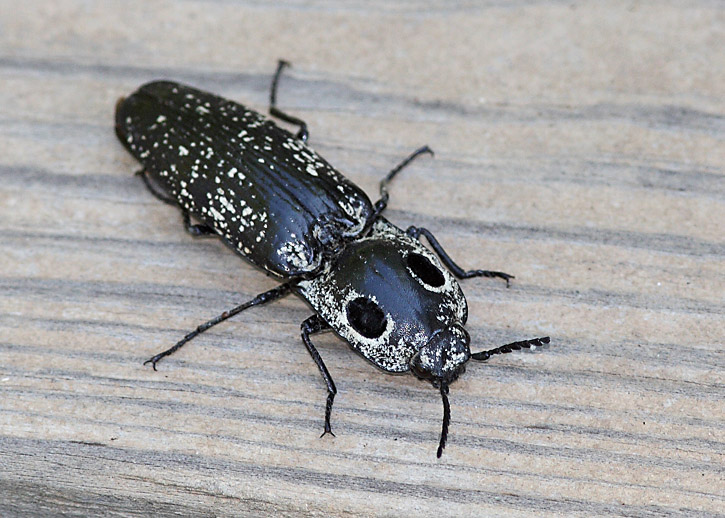 Eyed Click Beetle - Insects Morphology