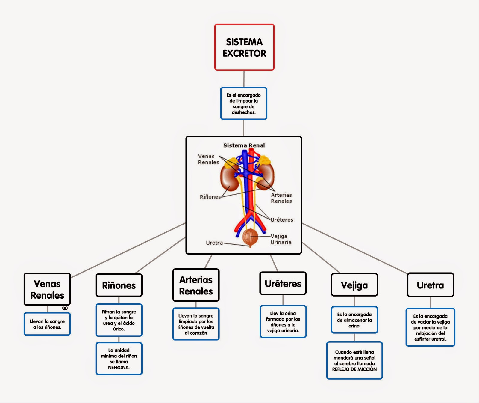 La libreta de Álvaro: Sistema Excretor