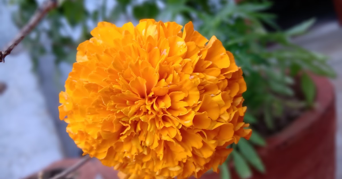 Dear Study: Marigold Flower | गेंदे का फूल | gende ka phool | Orange ...