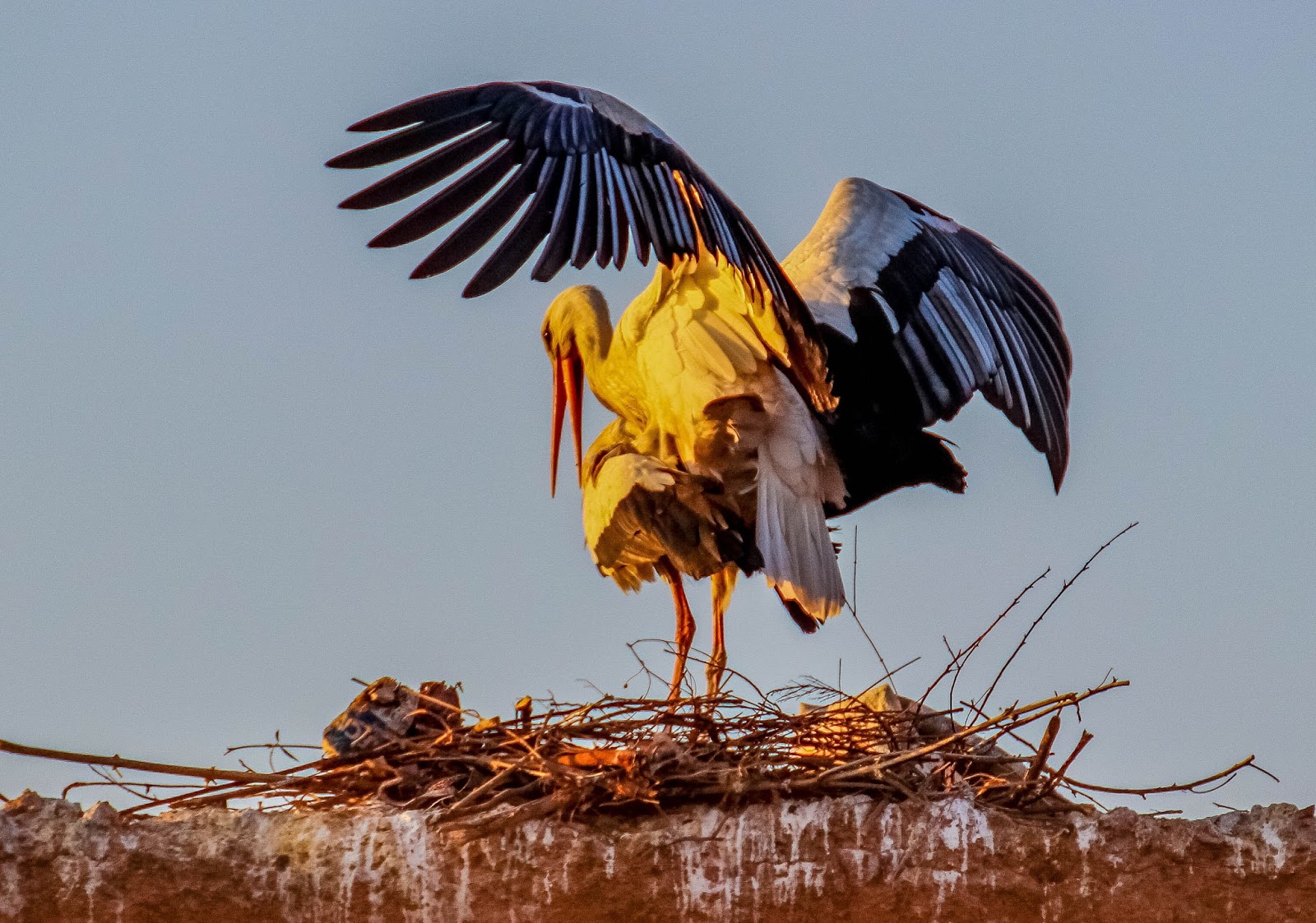 Cannundrums: White Stork - Morocco