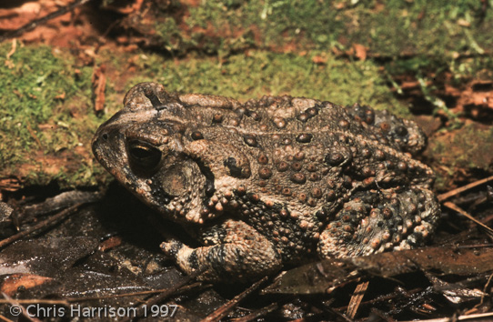 Frog Blog: East Texas ToadAnaxyrus "velatus"