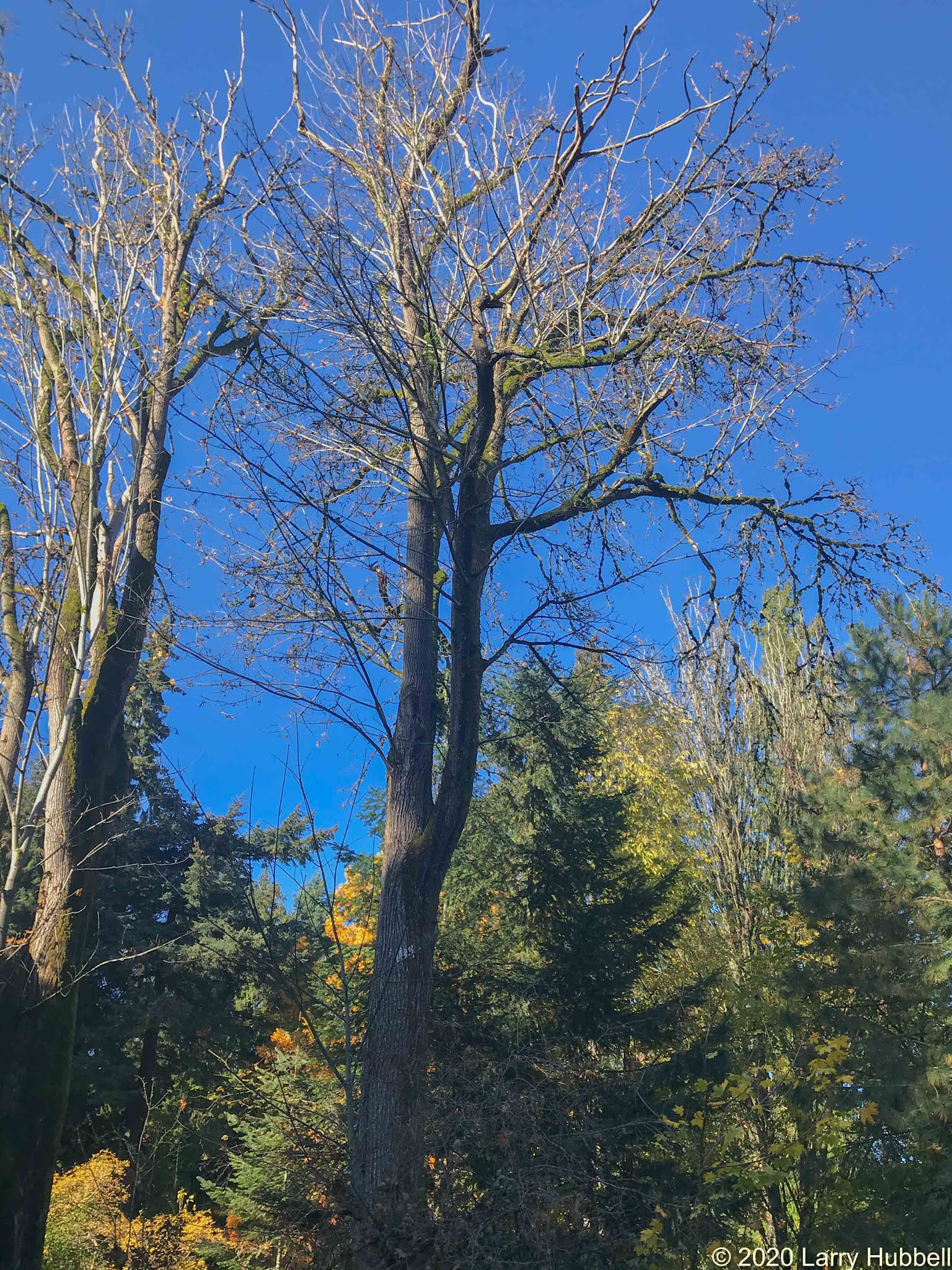 Union Bay Watch : A Big Leafless Maple
