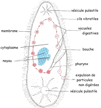 agora bio géo cosmo: LES PROTOZOAIRES