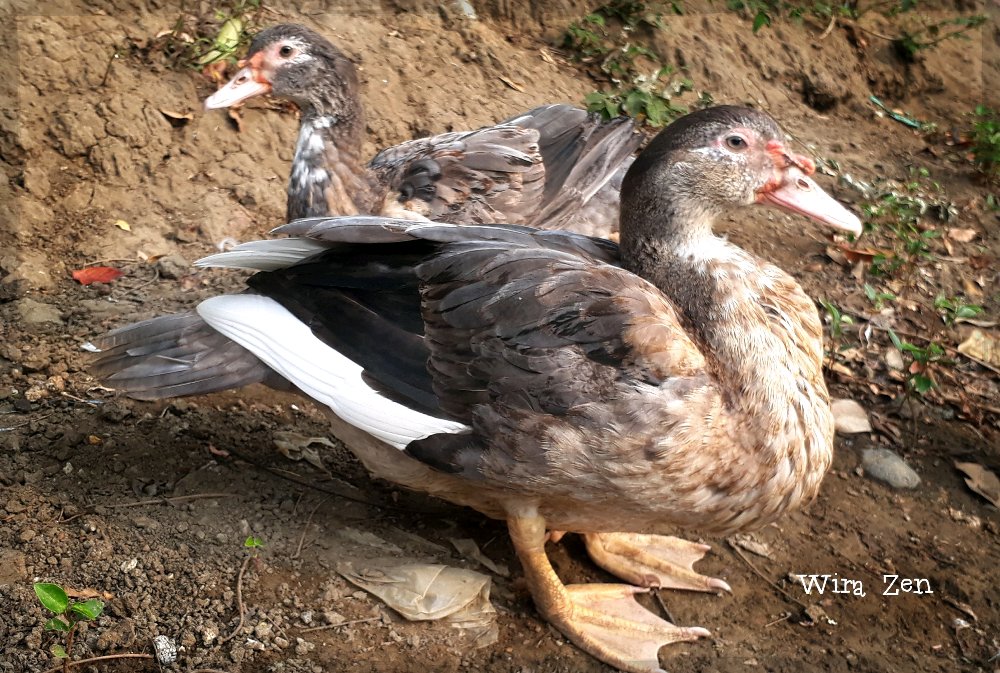 bangsa bebek atau itik lokal indoensia - Elinotes - Review By Eli Setiawan