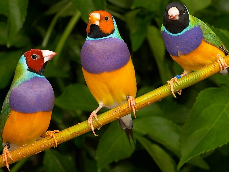 Qué sentirías si fueras un ‘pájaro’