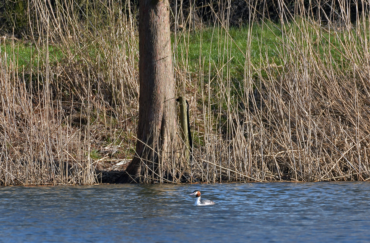 Jozef van der Heijden - Natuurfotografie: Fuut man in eerste winterkleed