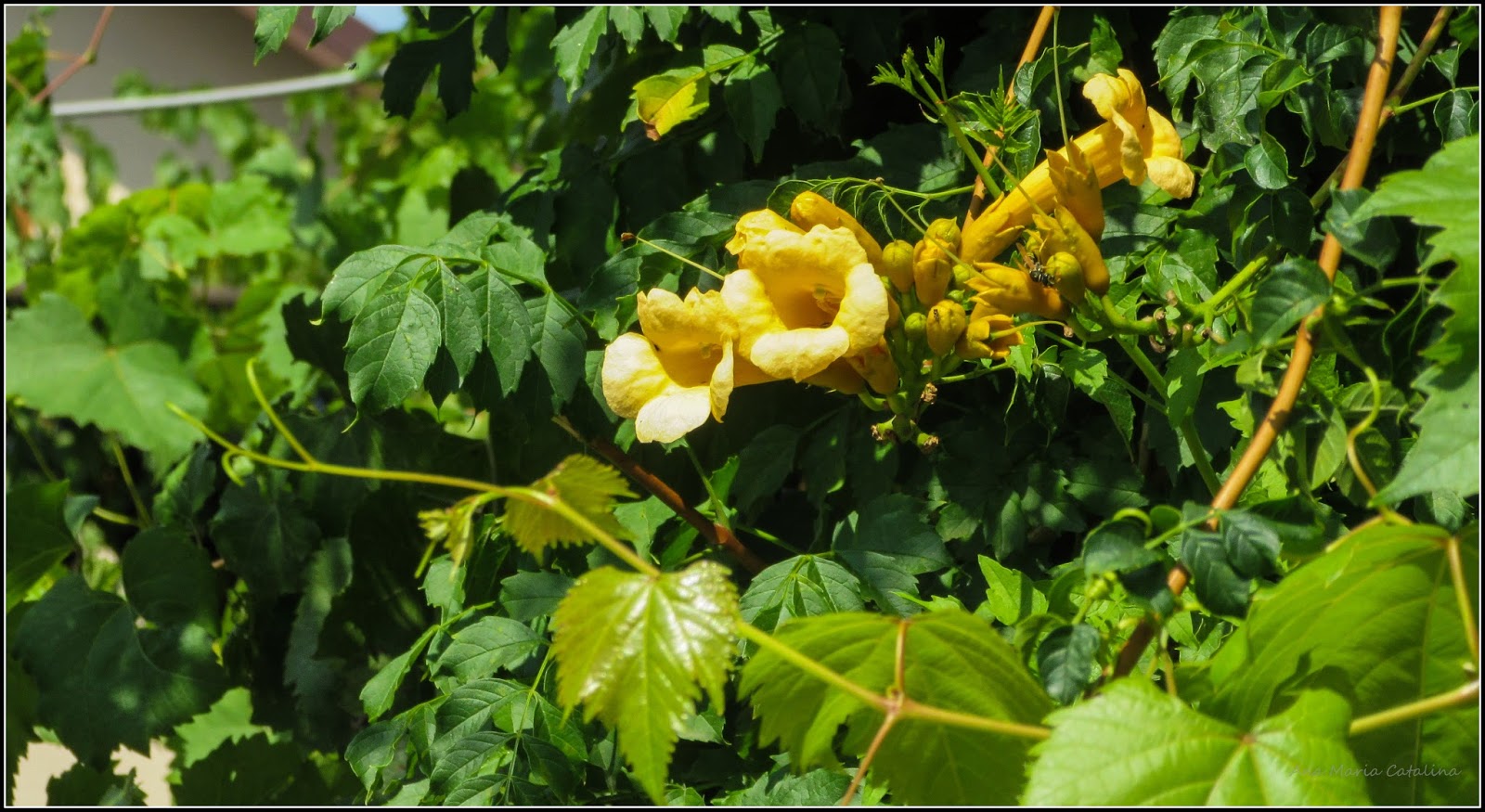 Lumea văzută din Turda: Trâmbiță, Luleaua Turcului (Campsis radicans)