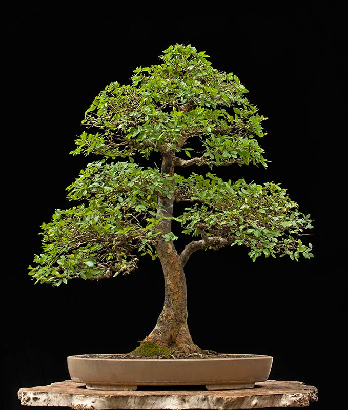 Walter Pall Bonsai Adventures: Chinese elm #1