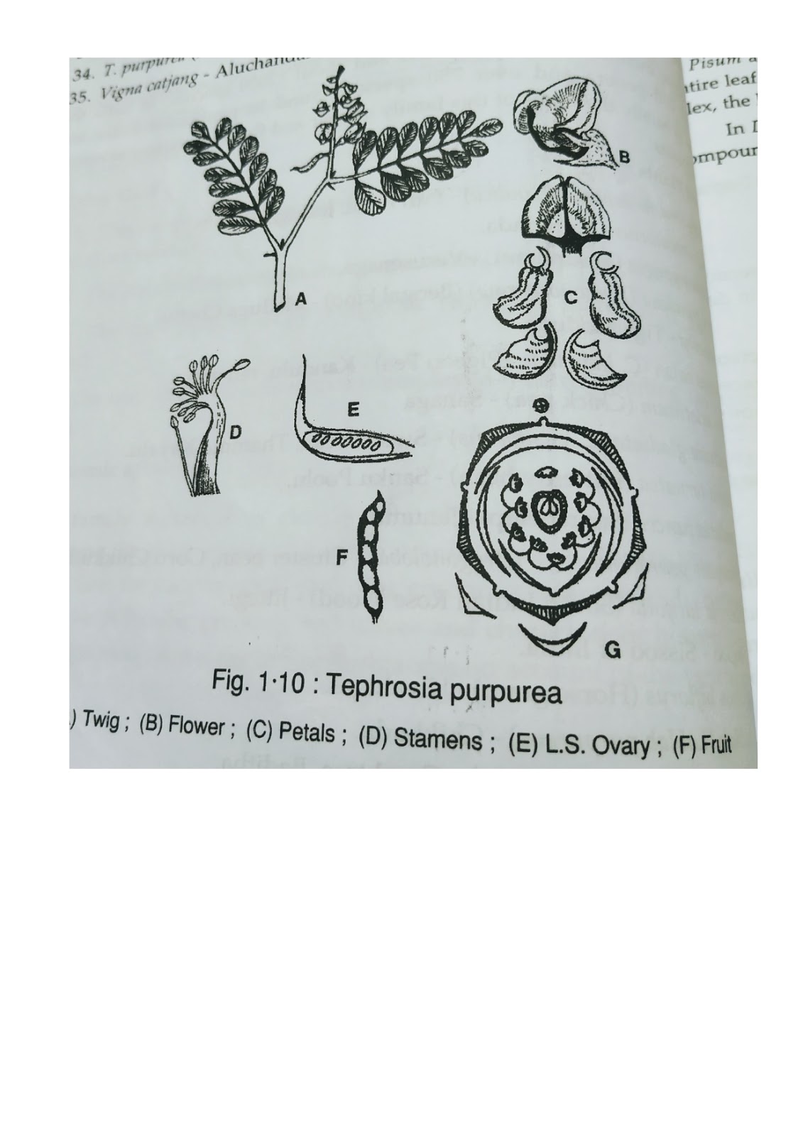 Department of Botany, Girraj Govt. College: 2019