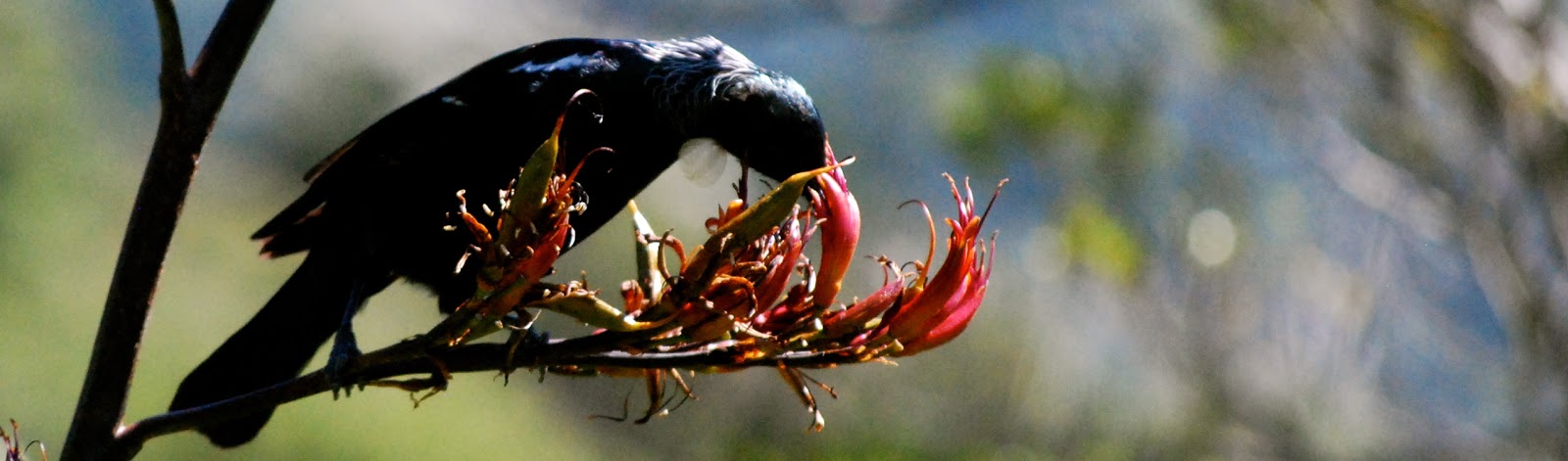CCSP New Zealand Spring 2013: Fun With Flax