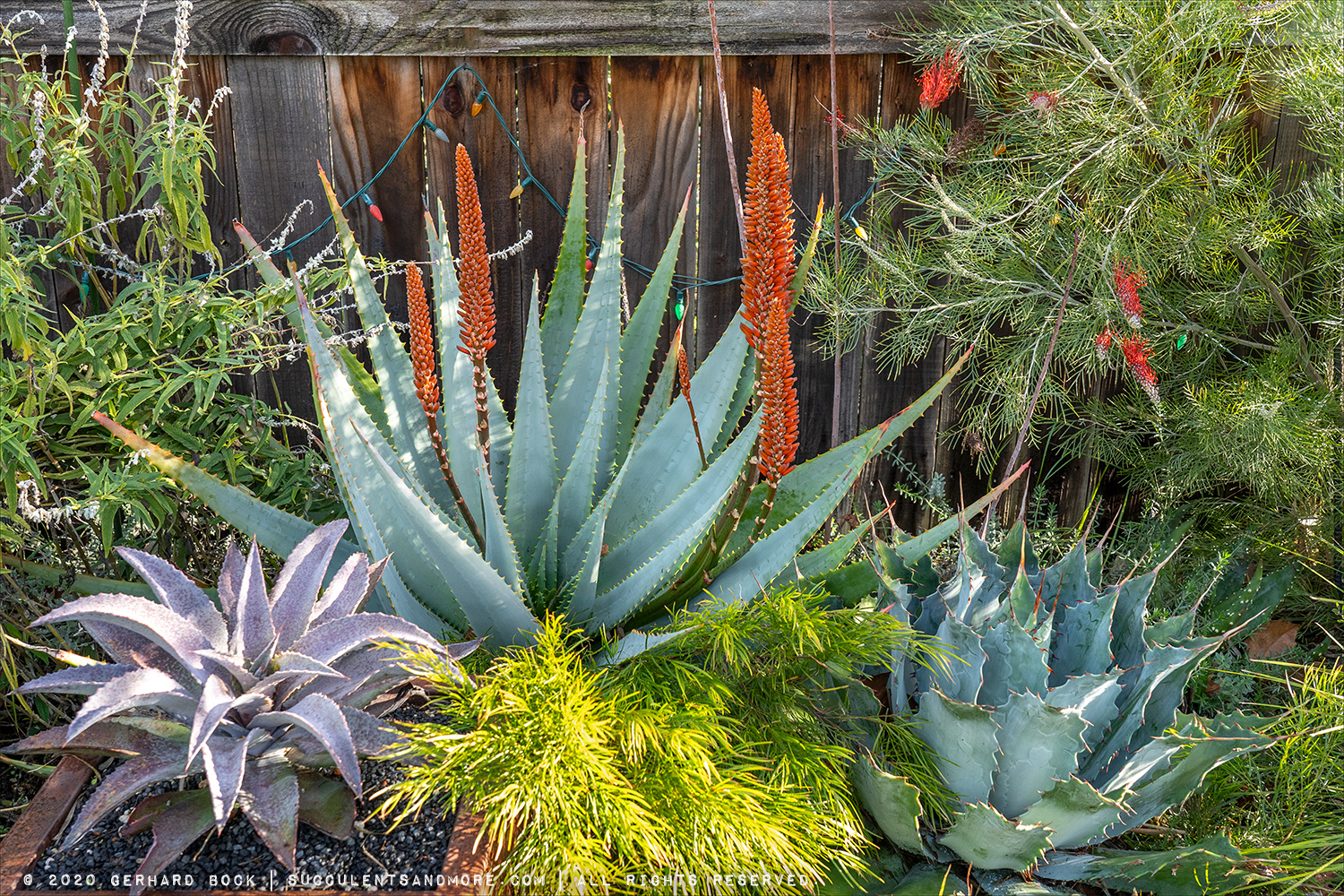 All our aloes want is some ☀️