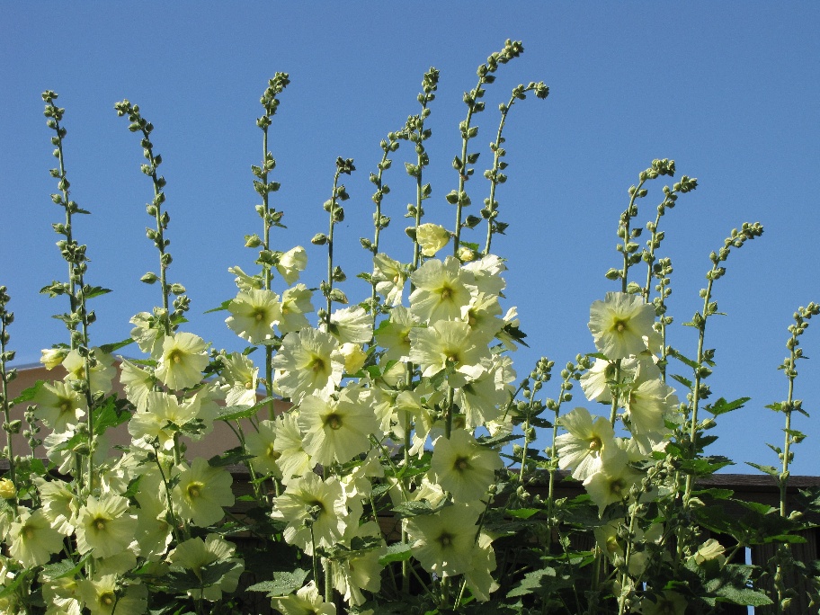 Pius och Co på Gotland: Stockrosor