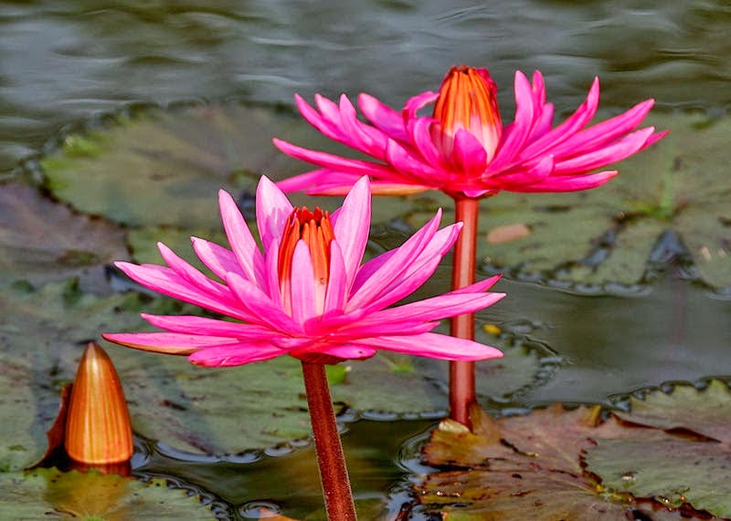 Koleksi Tanaman Hias: Seroja atau lotus (Nelumbo nucifera Gaertn.)