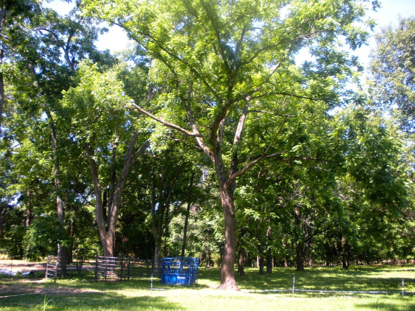 Memphis Trees: A trip to the farm