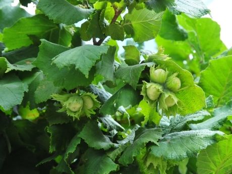 adrianbucurescu: Alunul, arbustul lui Zalmoxis