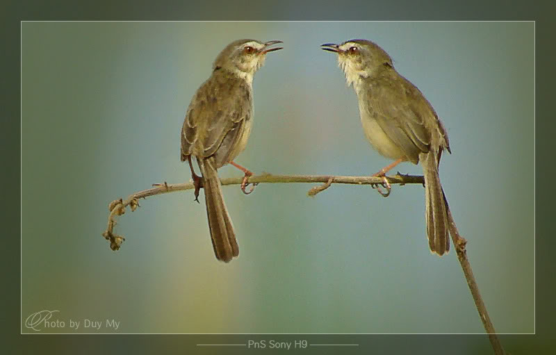 Lê Nhật Ký: ĐÔI RI ĐÁ