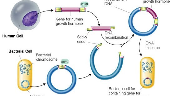 Process Of Recombinant DNA Technology (Genetic Engineering) « SimpleBiology