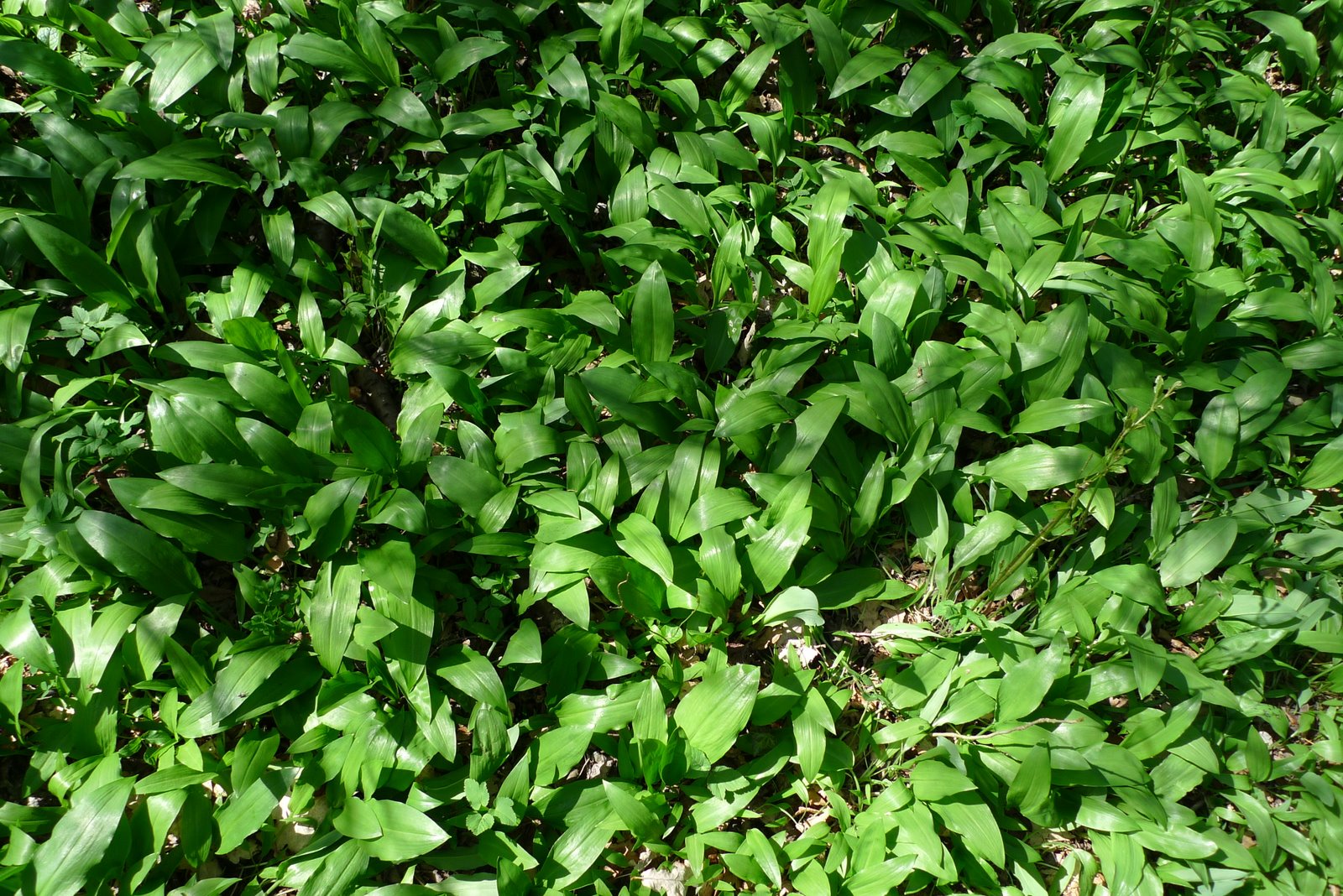 ŠUŠIfoto: Čemaž, čemaž, čemaž, čemaž,