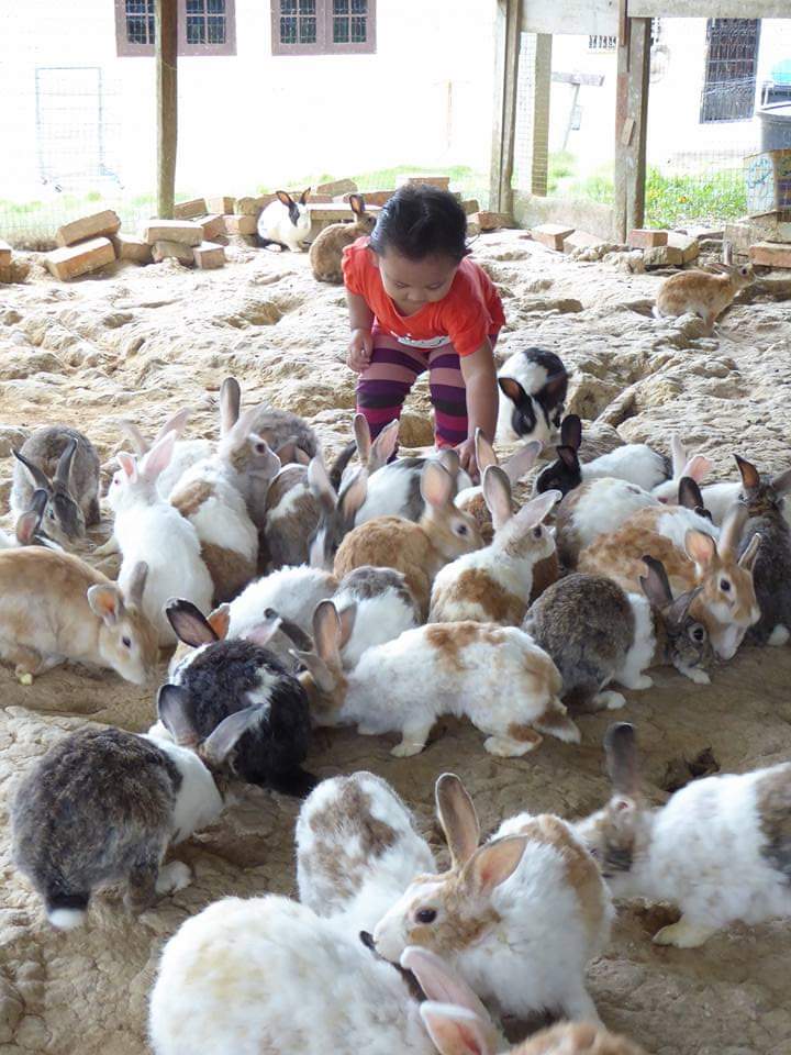 Sedap ke daging arnab? Ini cara untuk sembelih, siang dan masak daging ...