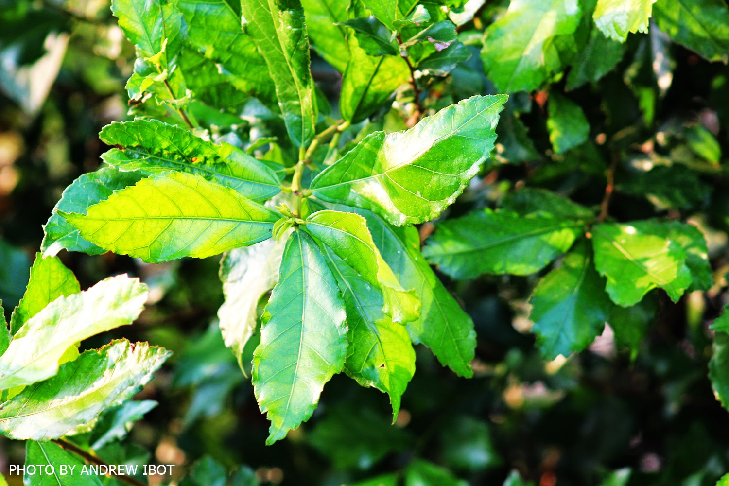 Tsaang Gubat Herbal Medicine Benefits at Irene Troyer blog