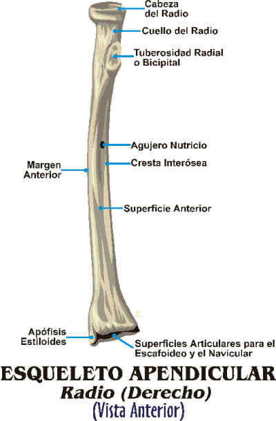 Morfo-fisiología 1: MIEMBRO SUPERIOR