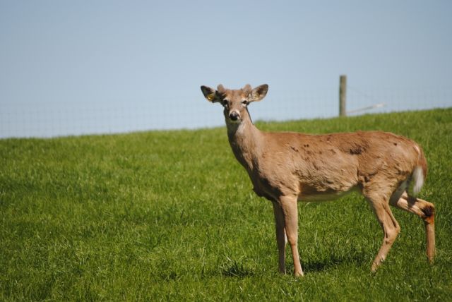 Charles "Deer Man" Black