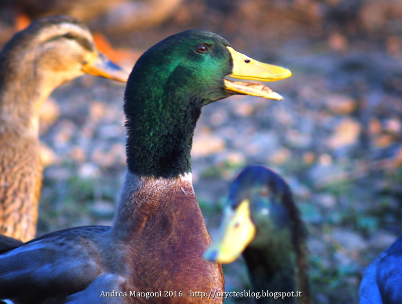L'anatra Germanata Veneta. | Oryctes.com - Blog & News