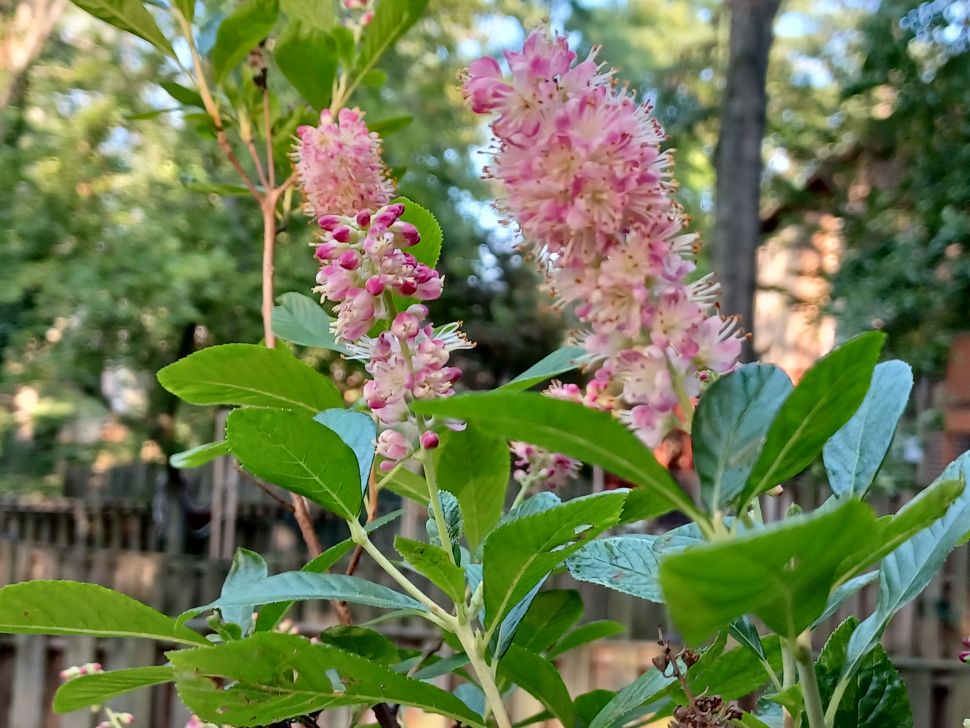 Future Plants by Randy Stewart: Clethra