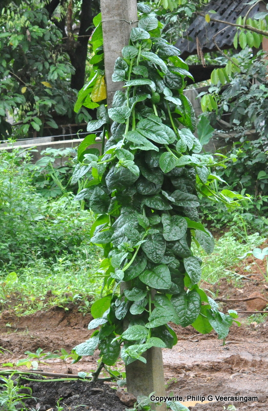 philipveerasingam: At a plant nursery, Meepe, Sri Lanka.