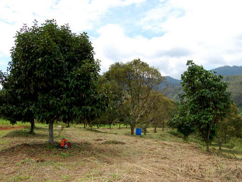 Durian Info: Durian Soil and Climatic Requirements