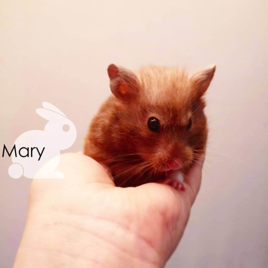 Mary's Open Pyometra