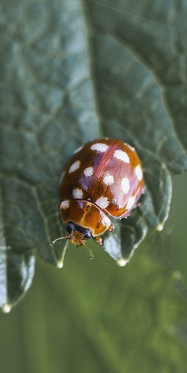 Cream-Spot Ladybird - About Wild Animals